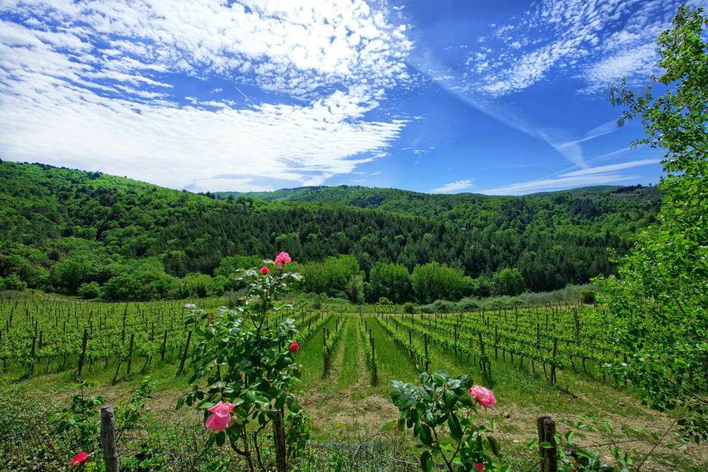 Villa Barbischio - Ferienhäuser in der Toskana - casalo.de