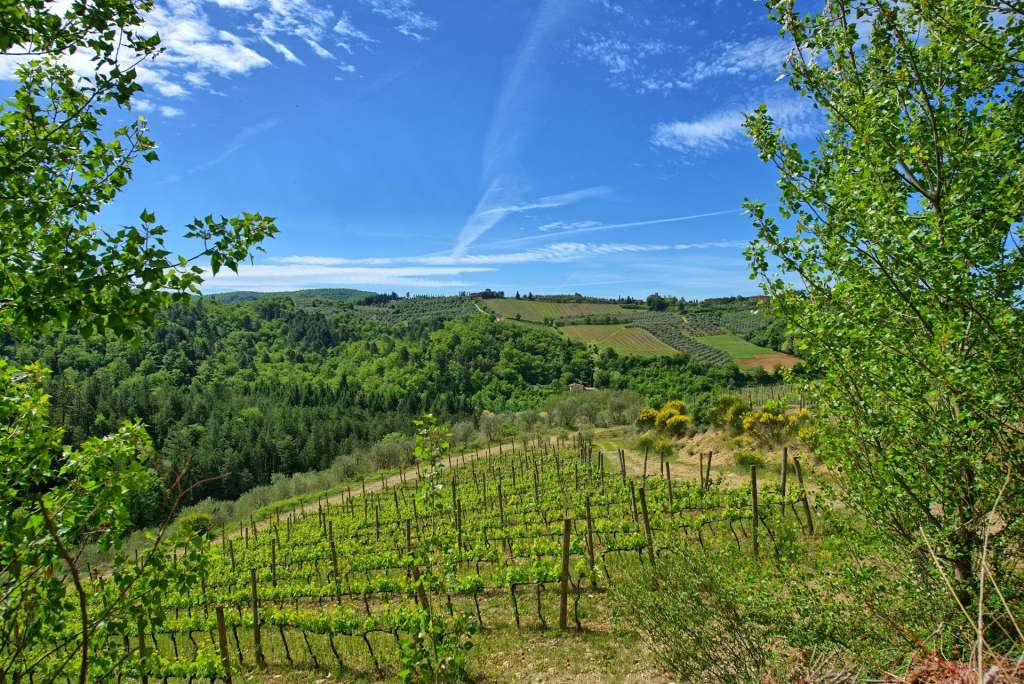 Villa Barbischio - Ferienhäuser in der Toskana - casalo.de